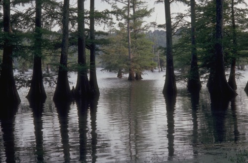 Photos of South Louisiana swamps, bayous and lakes where we catch live ...