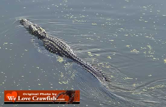 Photos of Louisiana birds, alligators, lakes, bayous and more taken ...